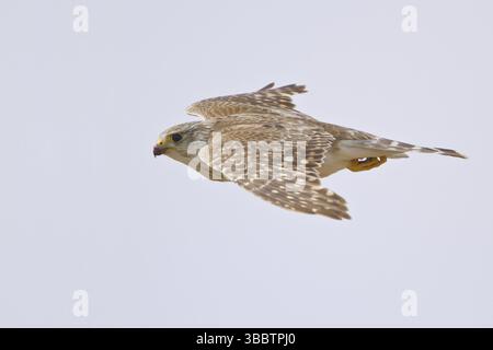 Merlin (Falco columbarius) flying, Alberta, Canada, North America Stock ...