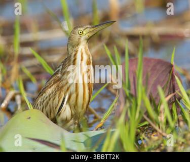 Yellow Bittern (Ixobrychus sinensis) Aves Stock Photo - Alamy