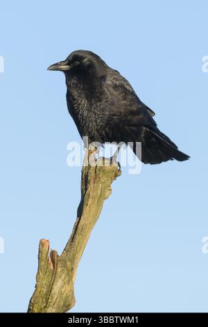 Northwestern Crow (Corvus caurinus), Alaska Stock Photo - Alamy
