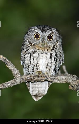 North America, USA, Arizona, Whiskered Screech-Owl, Megascops ...