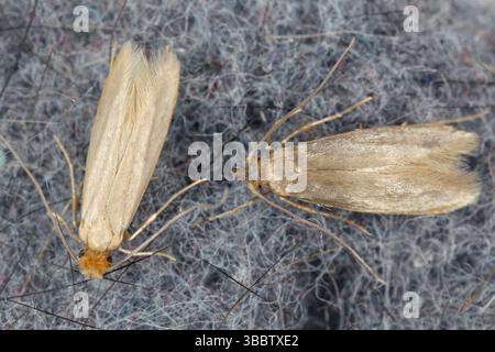 Tineola bisselliella known as the common clothes moth, webbing clothes ...