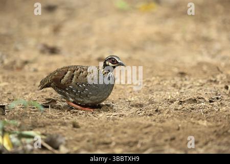White-cheeked Partridge (Arborophila atrogularis), Yunnan, China, Asia ...