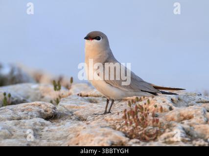 Small Pratincole (Glareola lactea), Uttar Pradesh, India, Asia Stock ...