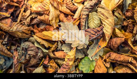 Beautiful dry leaves as an autumn background Stock Photo - Alamy