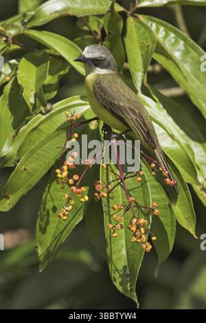 Grey-capped flycatcher (Myiozetetes granadensis Stock Photo - Alamy