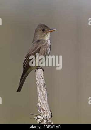 Olive-sided Flycatcher (Contopus cooperi) Aves Stock Photo - Alamy