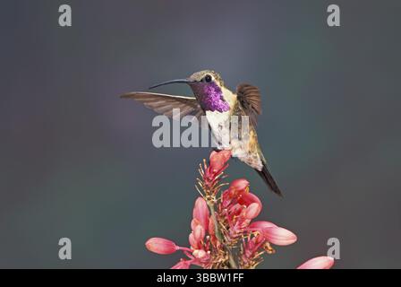Lucifer Hummingbird Calothorax lucifer Sonoita Arizona United States ...