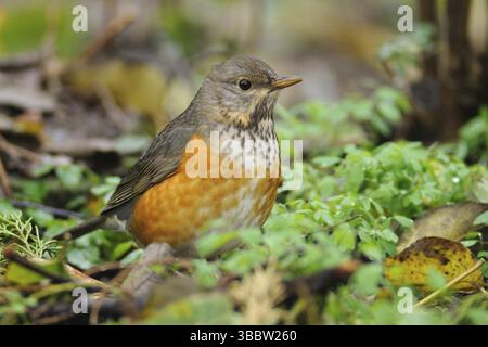 Grey-backed Thrush (Turdus hortulorum), Poyang Lake, China, Asia Stock ...