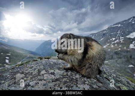 Cute fat animal Marmot, sitting in the grass with nature rock mountain ...