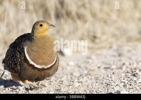 Male, Namaqua sandgrouse, Pterocles namaqua, Etosha National Park ...