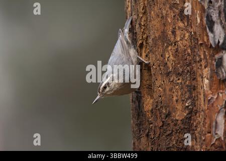 Corsican nuthatch Sitta whiteheadi Corsica France Stock Photo - Alamy