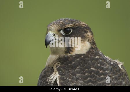 Peregrine falcon Falcon, Hesse, Germany, Peregrine falcon Falcon (Falco ...