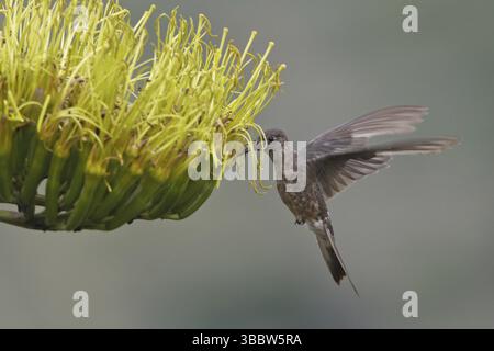 Giant Hummingbird (Patagona gigas), Ecuador, South America Stock Photo ...