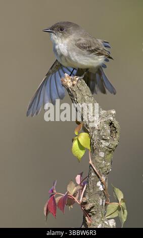 Eastern Phoebe (Sayornis phoebe), Texas, USA, North America Stock Photo ...