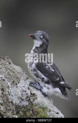 Least Auklet (Aethia pusilla), Alaska Stock Photo - Alamy