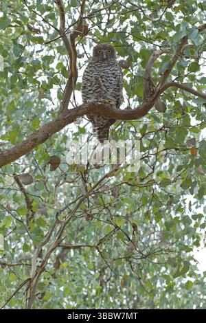 Powerful Owl (Ninox strenua), Aves, Queensland, AU Stock Photo - Alamy