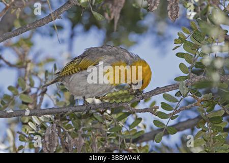 Palila, Loxioides bailleui, endangered Hawaiian Honeycreeper Stock Photo - Alamy