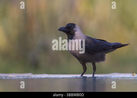 House Crow - Glanzkraehe - Corvus splendens, Oman, Asia Stock Photo - Alamy