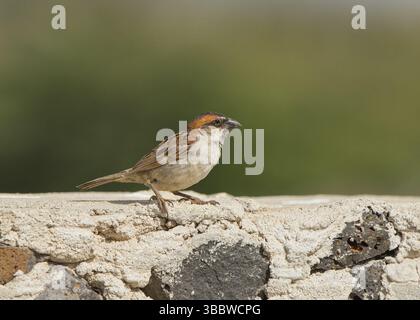 Iago Sparrow (Passer iagoensis), Male, Santiago, Cape Verde Stock Photo ...