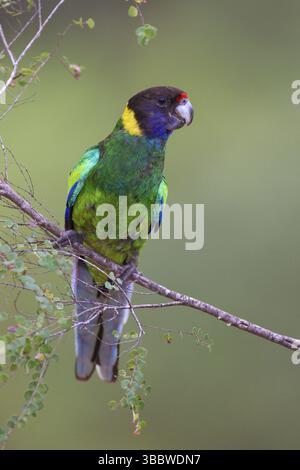 Australian Ringneck (Barnardius zonarius) Aves Stock Photo - Alamy
