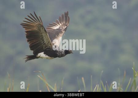 Horned Screamer (Anhima cornuta), Guayas, Ecuador, South America Stock ...