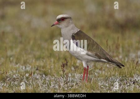 Andean Lapwing (Vanellus resplendens), Ecuador, South America Stock ...