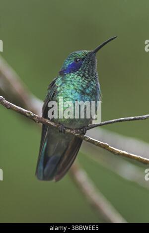 Green violetear or Mexican violetear hummingbird (Colibri thalassinus ...