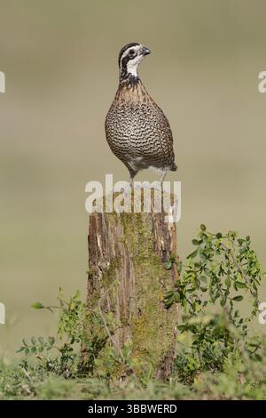 Northern Bobwhite (Colinus virginianus) Aves Stock Photo - Alamy