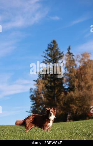 Bride with groom standing on grassy field in forest Stock Photo - Alamy