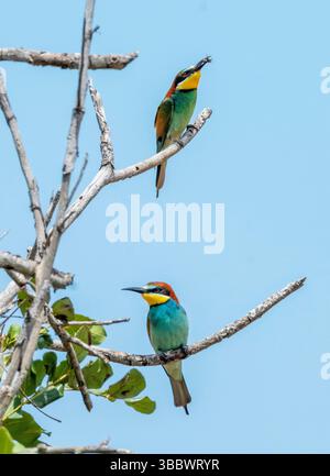 Pair of European bee-eaters (Merops apiaster). The male giving the ...