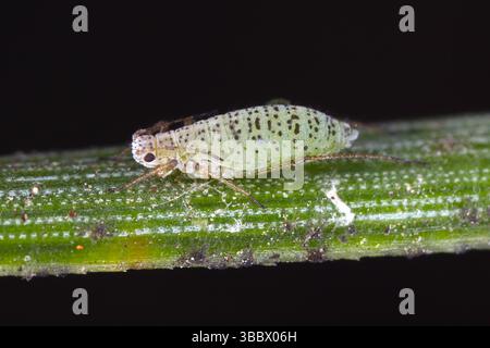 Pine needle aphid (Eulachnus sp.). A tiny, wingless aphid on a pine ...