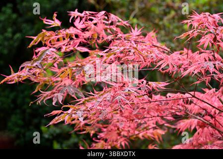 Deep pink spring foliage of Japanese maple tree, Acer palmatum 'Pink ...