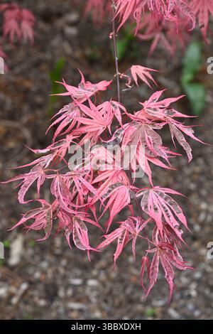 Pink foliage of Acer palmatum Pink passion Japanese maple in spring ...
