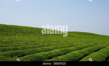 Jiu Feng Tea Plantation Scenery in Jinhua Stock Photo - Alamy