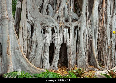 Cluster Of Trees And Aerial Roots Stock Photo - Alamy
