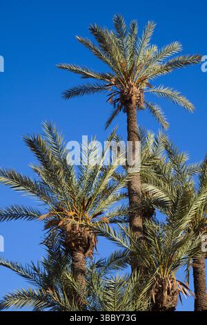 Morocco, Marrakesh, El Harti Park, agave, plant Stock Photo - Alamy