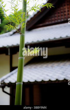 bamboo plants, evergreen perennial flowering plants of the grass family ...