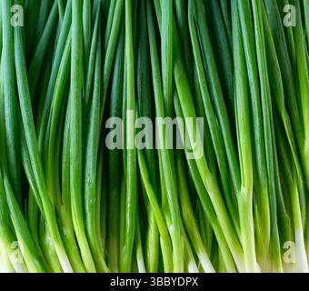 Close-up of Chopped green spring onions and edible mushrooms in a ...
