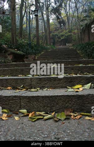 Mossy road texture with fallen leaves Stock Photo - Alamy