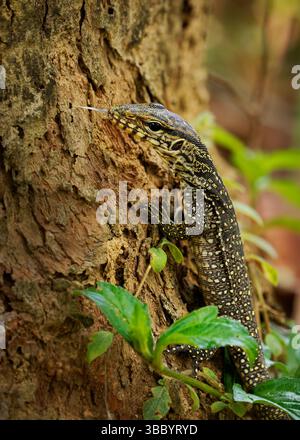 Clouded monitor Varanus nebulosus vietnamensis is monitor lizard native ...