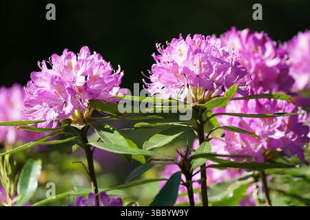 Rhododendron Wood, which was created in the late 1800s by Caroline ...