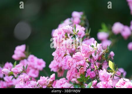 Rhododendron Wood, which was created in the late 1800s by Caroline ...