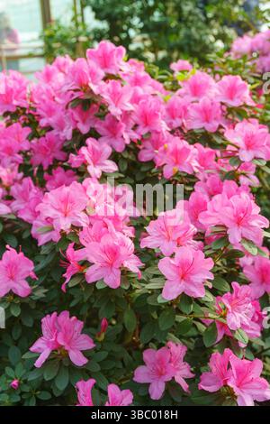 Blooming Pink Rhododendron Azalea , close-up, selective focus Stock ...
