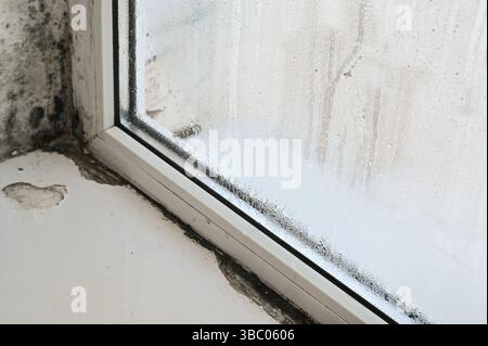 Fungus on the window and walls from excessive moisture in winter Stock ...