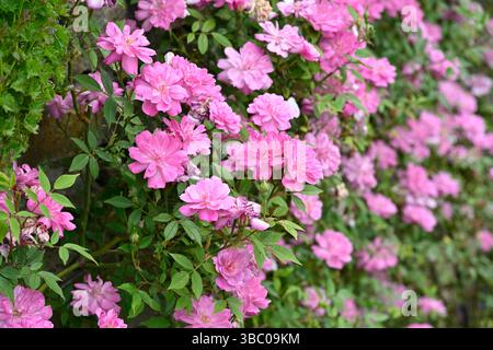 Dainty pink flowers of climbing rose Rosa 'Climbing Pompon de Paris' UK ...