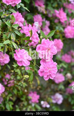 Dainty pink flowers of climbing rose Rosa 'Climbing Pompon de Paris' UK ...