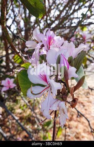 Bauhinia variegata tree flowering in Southern California USA also known ...