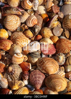 Pebble and shell Coolage Stock Photo - Alamy