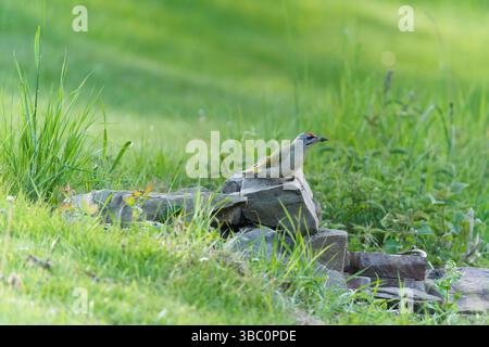 Bird Picus canus aka Gray-headed Woodpecker perched on the ground Stock ...