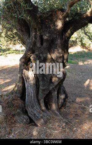 Old, knotty olive tree in the park in Sirmione in Italy Stock Photo - Alamy